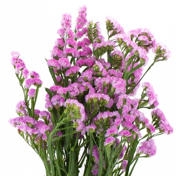 Peonías: te contamos todo sobre la flor que domina la temporada