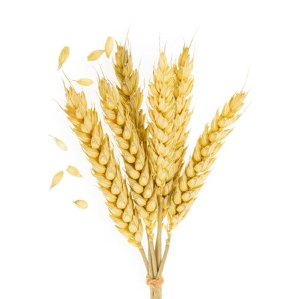 Gradyflor | Mayorista de Flor Cortada y Complementos de Floristería