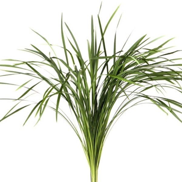 Gradyflor | Mayorista de Flor Cortada y Complementos de Floristería