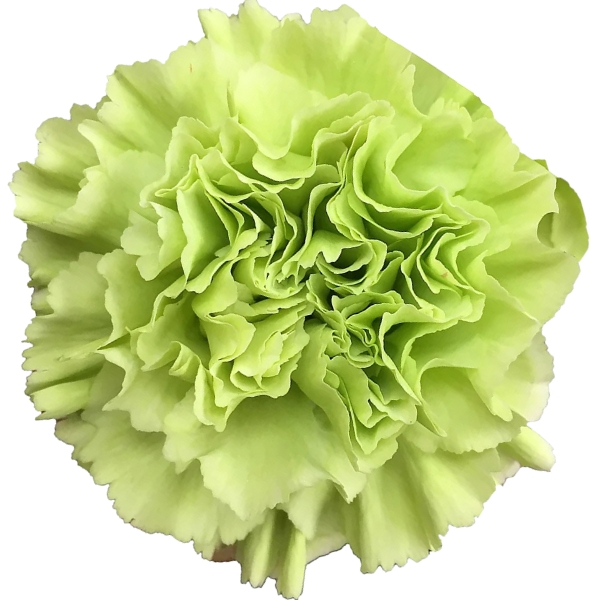 Catálogo FLOR CLAVEL