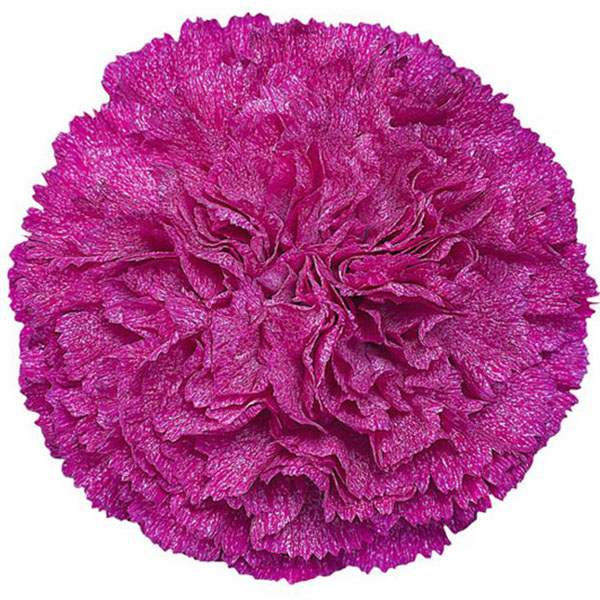 Catálogo FLOR CLAVEL