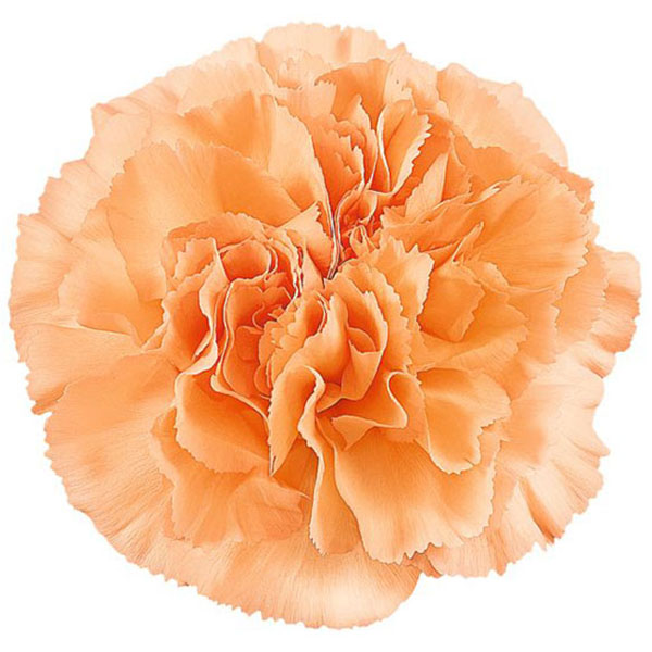 Catálogo FLOR CLAVEL