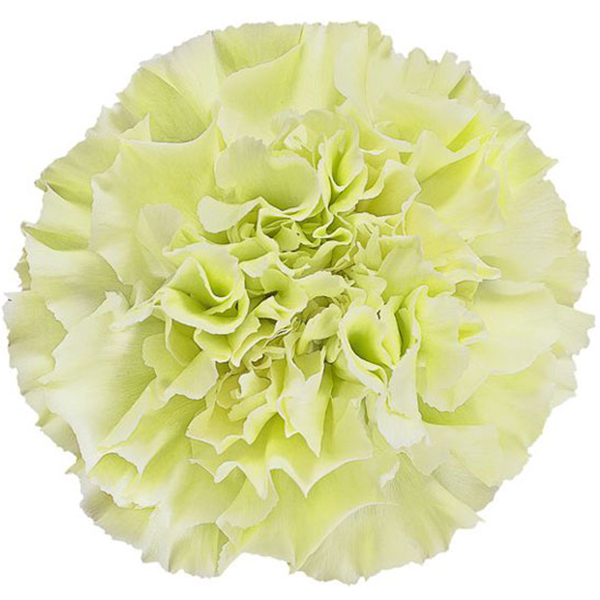 Catálogo FLOR CLAVEL